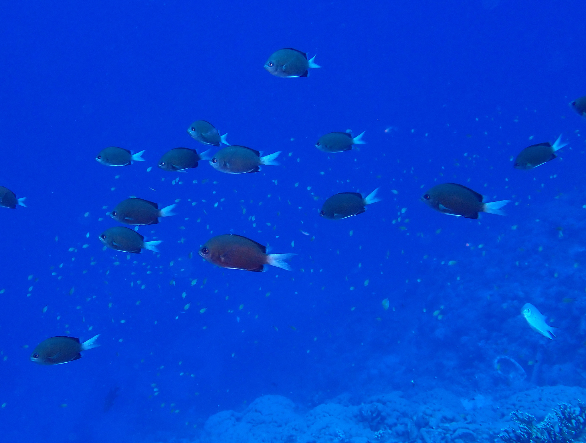 Chromis pembae Smith, 1960
