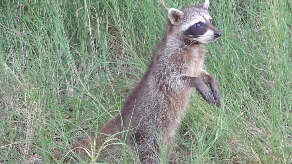 Pygmy Raccoon from Cozumel, Quintana Roo, Mexico on December 25, 2015 ...