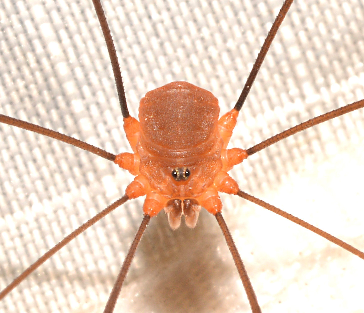 Leiobunum politum Weed, 1889