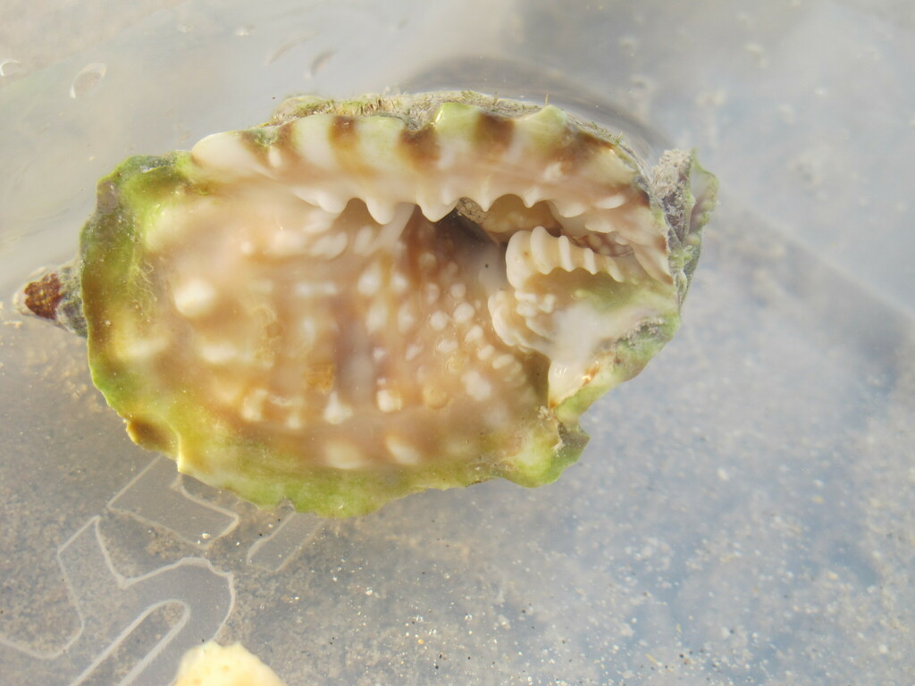 common distorsio from Marsa Alam, Red Sea Governorate, Égypte on April ...