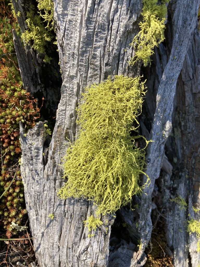 wolf lichen from Pincher Creek No. 9, AB, Canada on September 04, 2022 ...