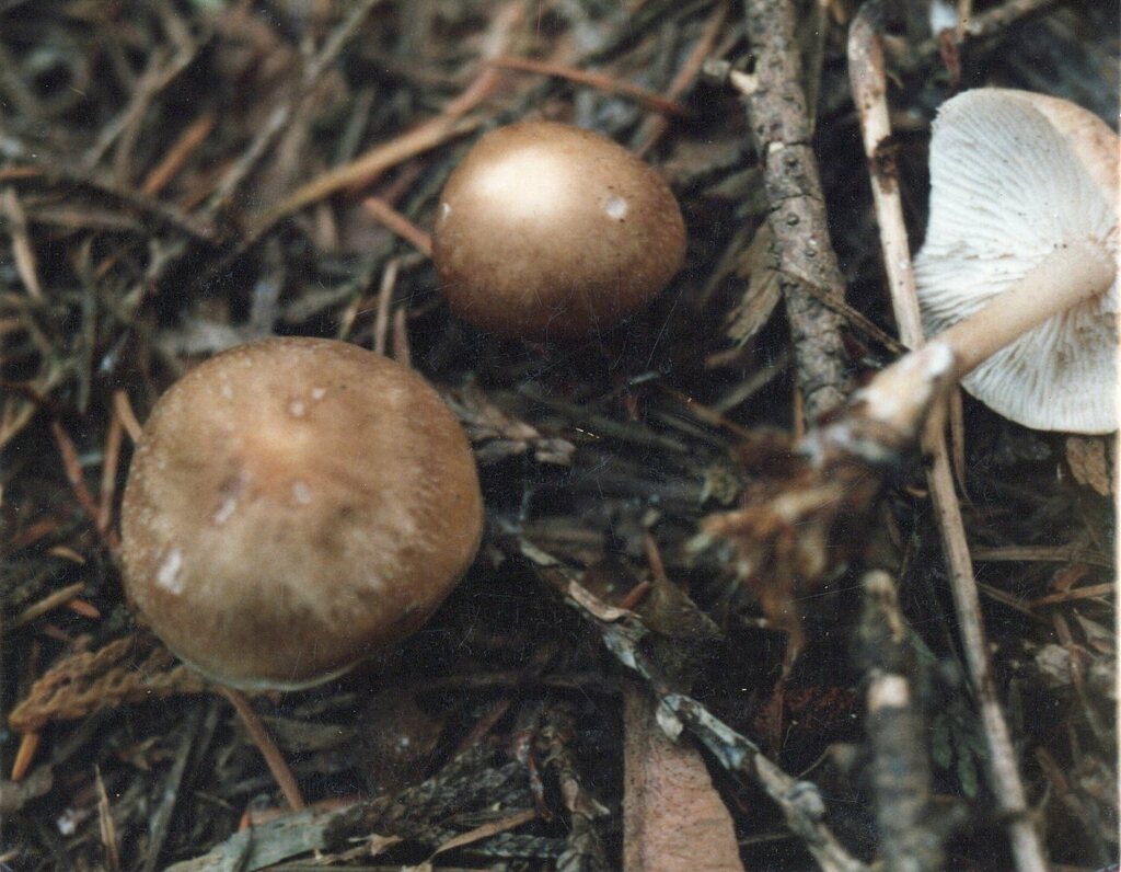 Rhodocollybia asema from Whatcom County, WA, USA on October 19, 1986 at ...