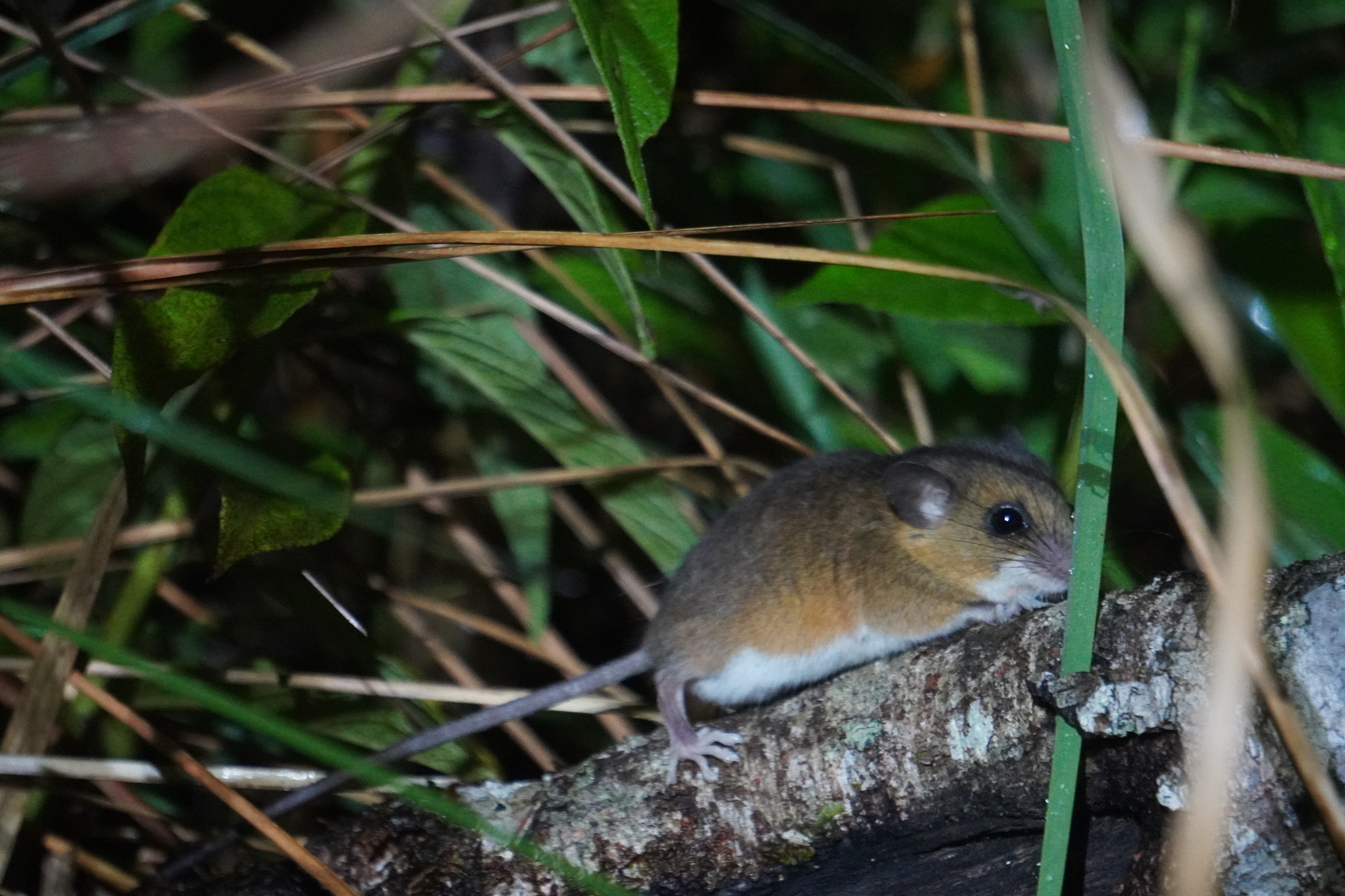 Nyctomys sumichrasti (Saussure, 1860)