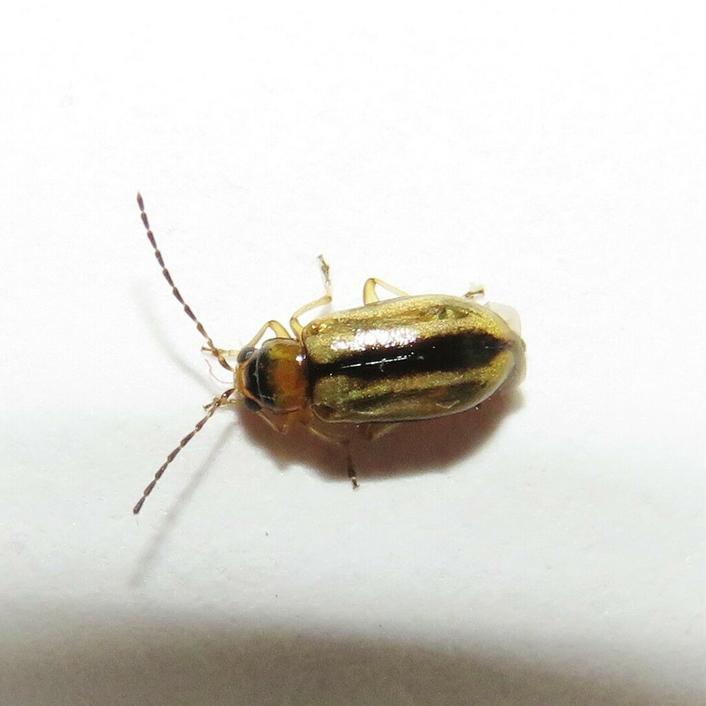 Monolepta subsuturalis from Wallaga Lake NSW 2546, Australia on ...