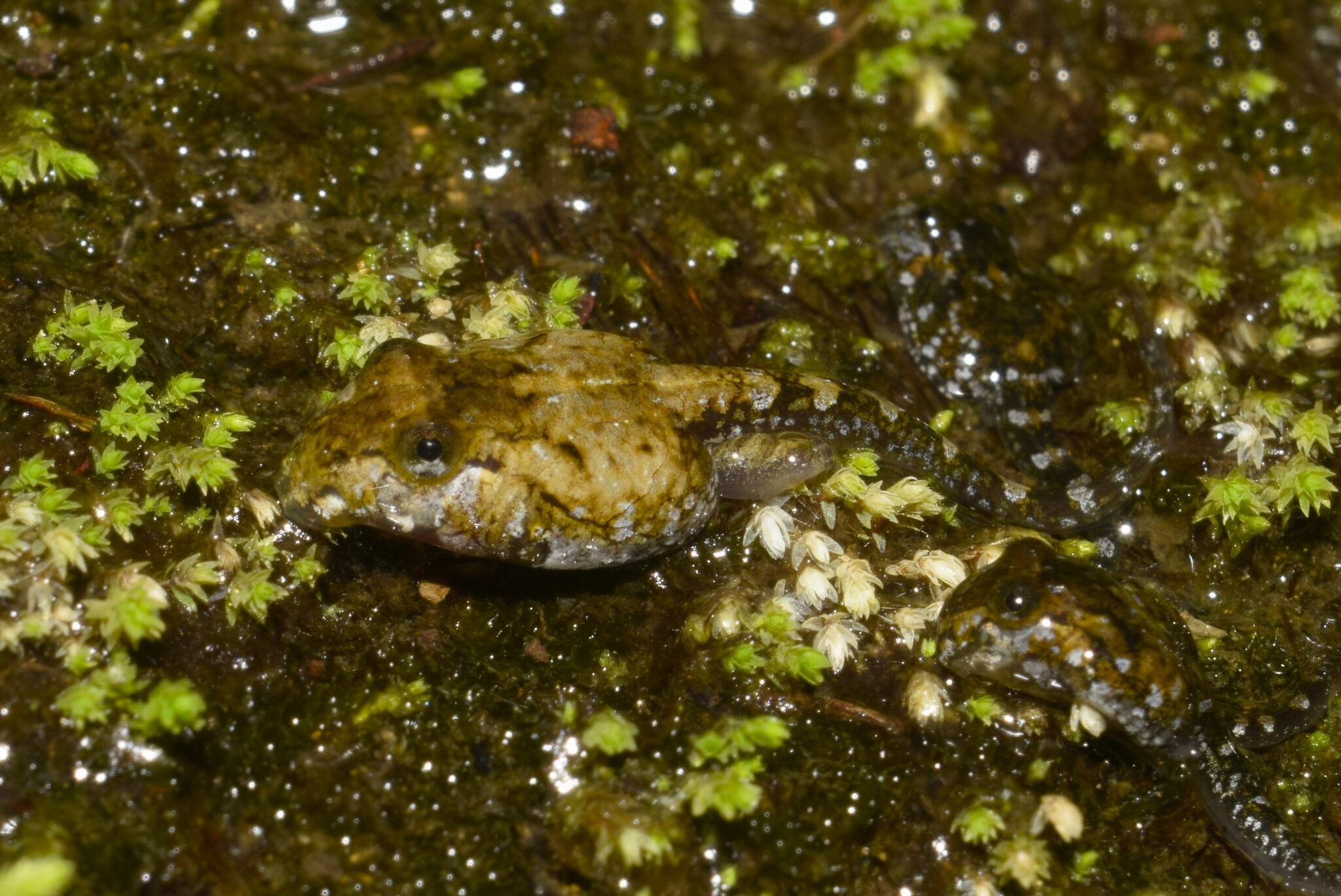 Thoropa miliaris (Spix, 1824)