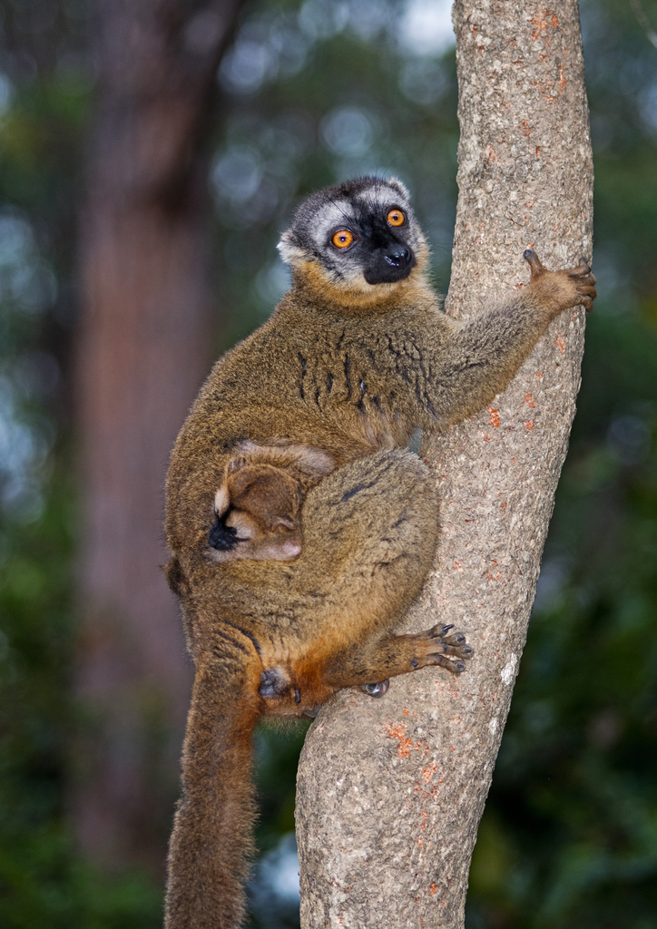 Common Brown Lemur in October 2022 by Dave Mangham · iNaturalist