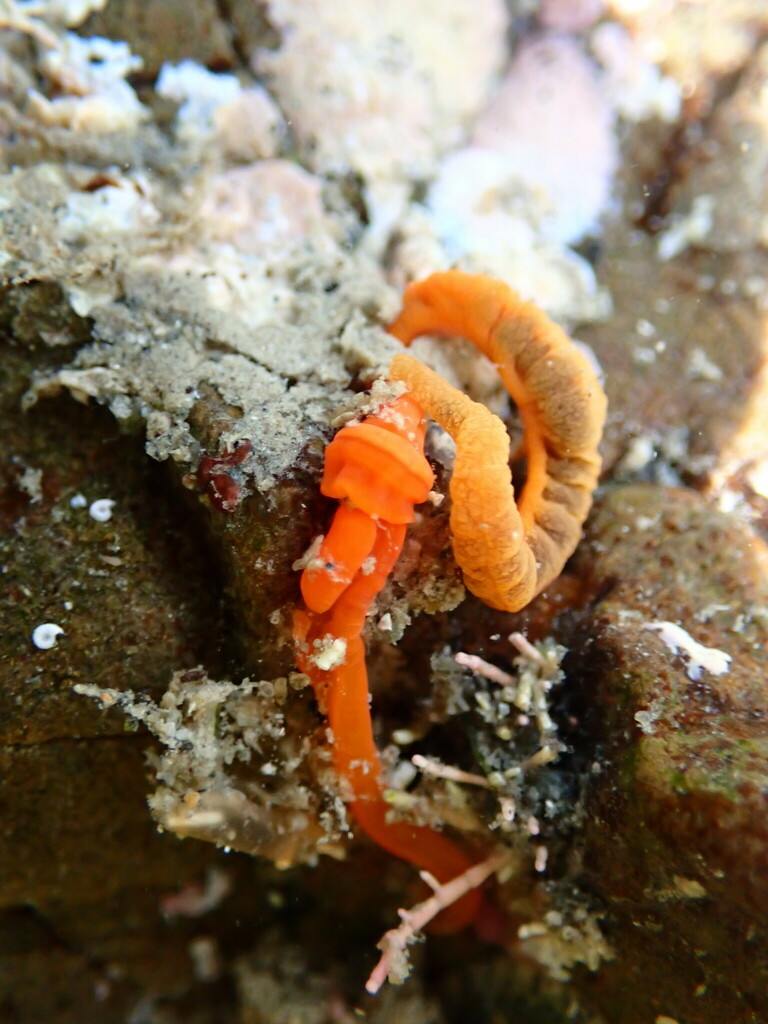 Otago Acorn Worm from Wellington, New Zealand on December 11, 2022 at ...