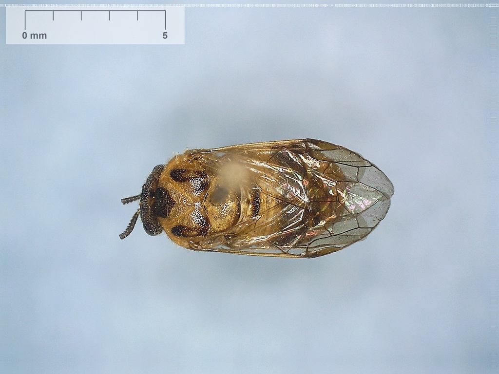 Introduced Pine Sawfly from Maine, États-Unis on July 19, 1978 by Jean ...