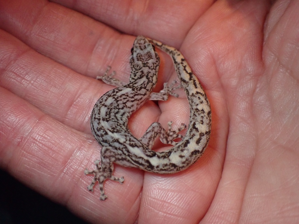 Southern Marbled Gecko from Dalyston VIC 3992, Australia on December 11 ...