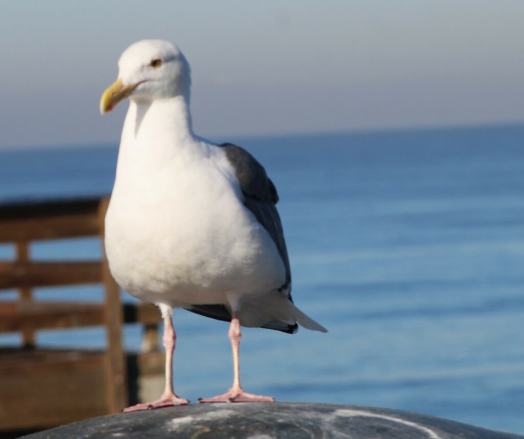 Western Gull from Imperial Beach, CA, USA on December 10, 2022 at 09:36 ...