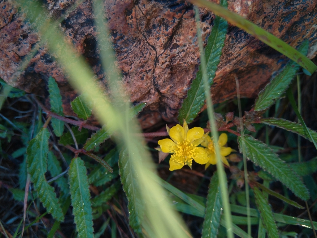 Gusha from Merafong City Local Municipality, South Africa on December ...