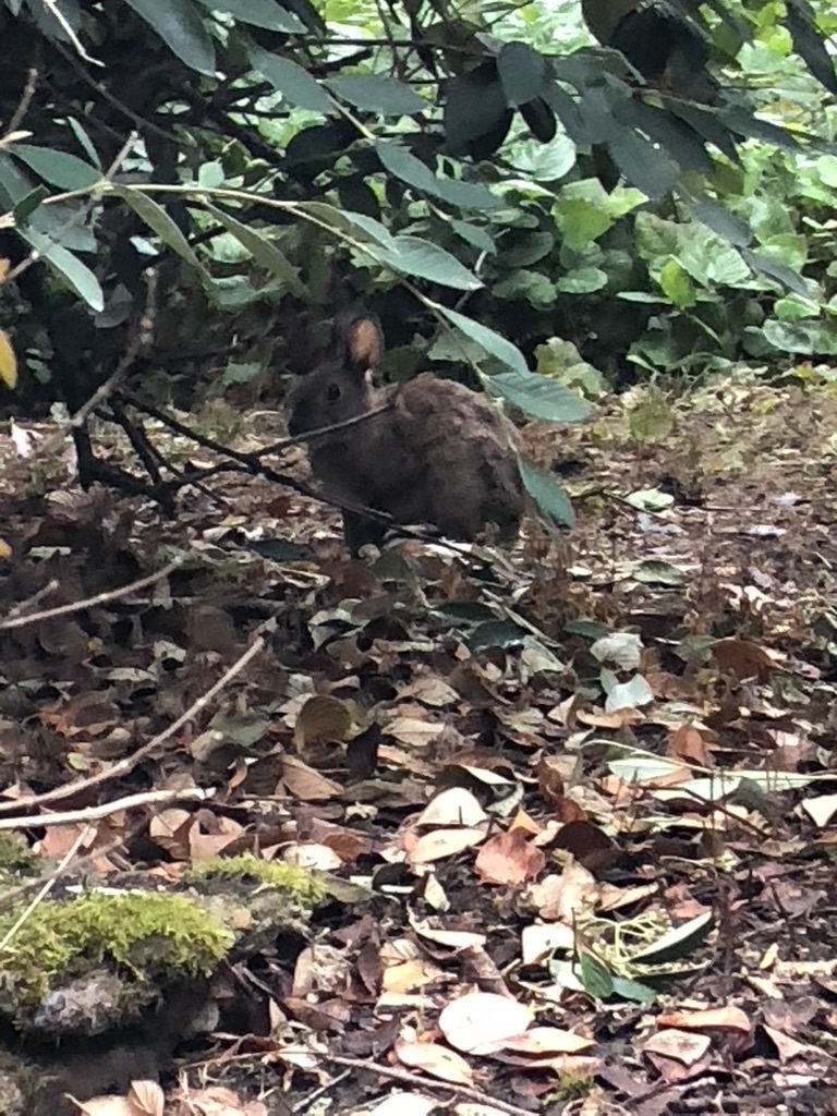 European Rabbit from Sylvan - Highlands, Portland, OR, USA on September ...