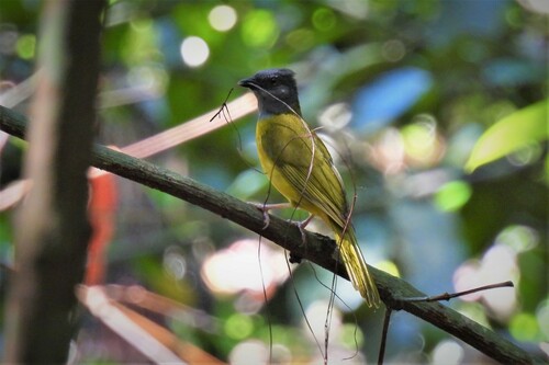 Northern Grey-headed Tanager (Subspecies Eucometis penicillata pallida ...