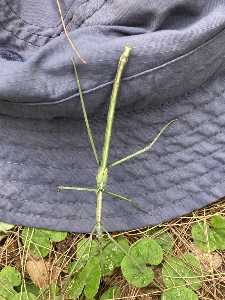 tessellated stick insect from Coomba Park NSW 2428, Australia on ...