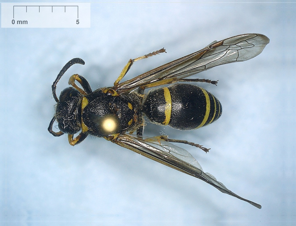 Ancistrocerus from East Angus, QC, Canada on May 25, 1996 by Jean ...
