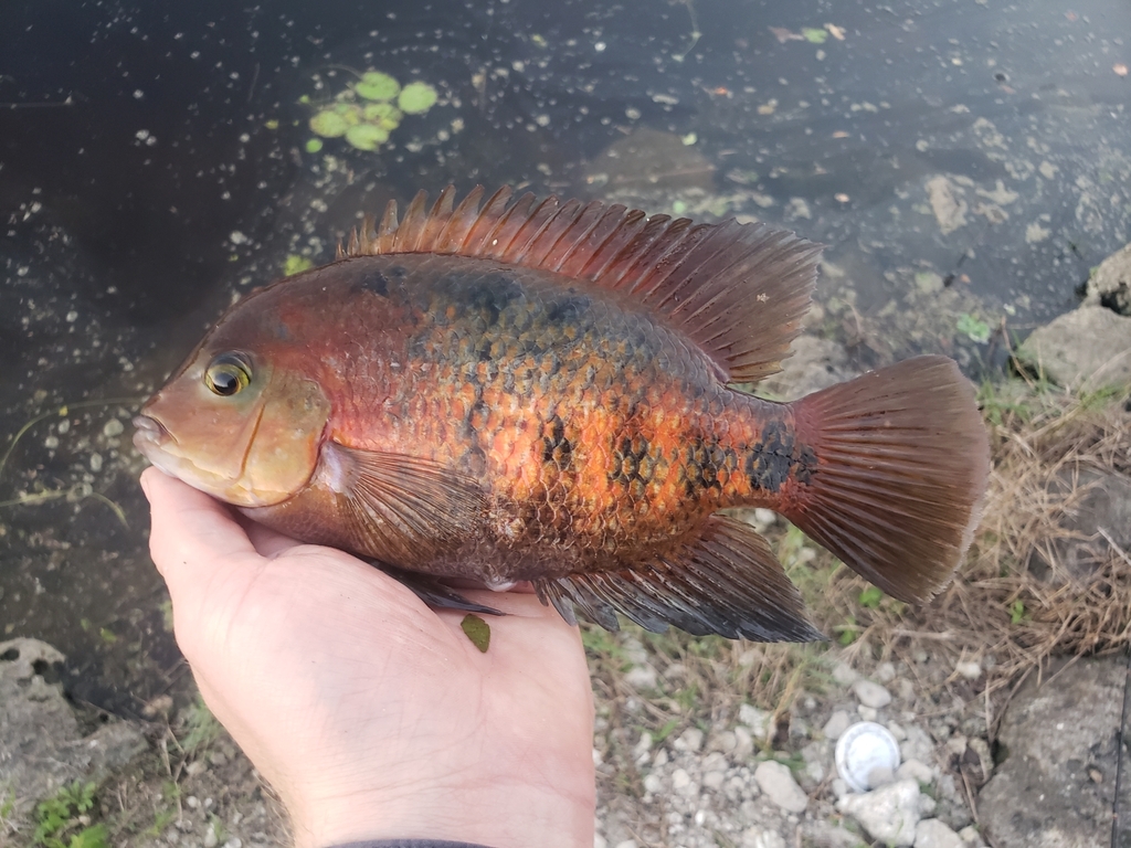 Redhead Cichlid in December 2022 by Bradley Rasmussen · iNaturalist