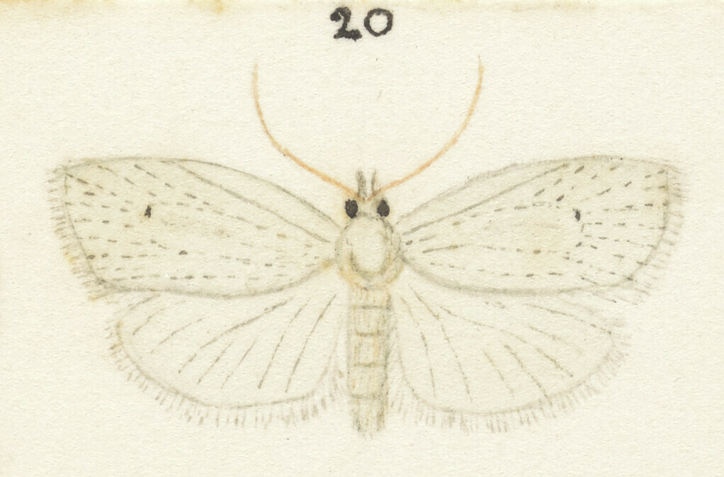 Tarata Flat Moth (Micro-Moths of New Zealand's Kauri Kingdom) · iNaturalist