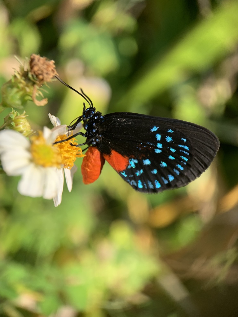 Atala from Miami-Dade County, FL, USA on December 11, 2022 at 02:57 PM ...