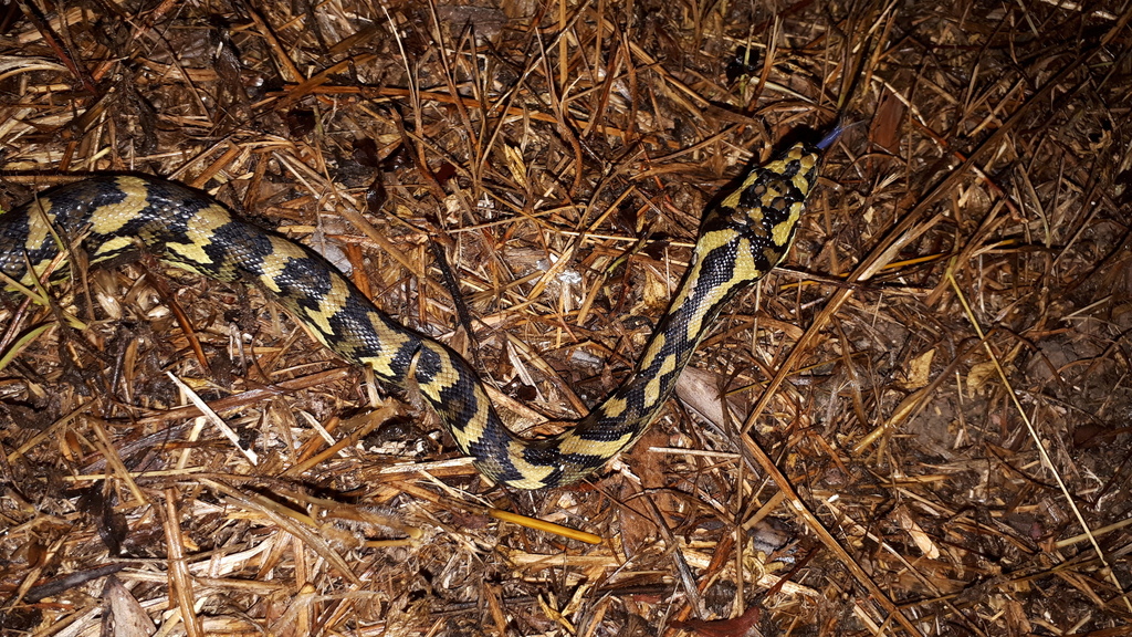 Jungle Carpet Python from Kuranda QLD 4881, Australia on November 28 ...