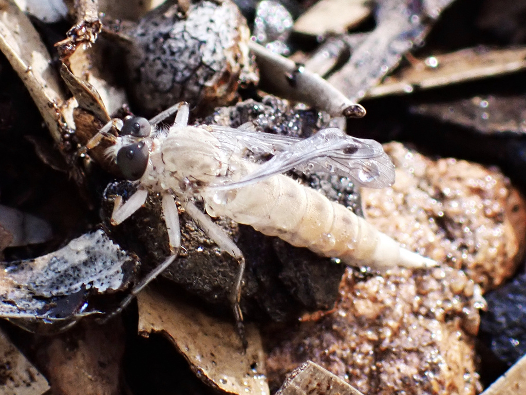 Flower-loving Flies in December 2022 by cinclosoma · iNaturalist