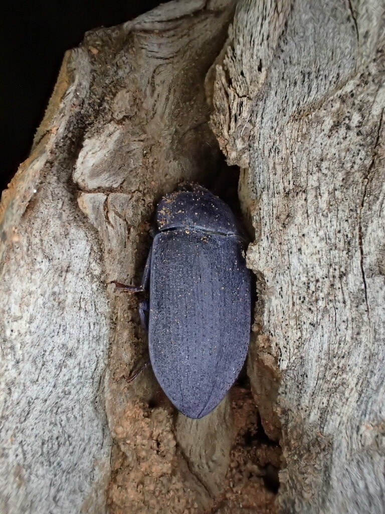 blue pie-dish beetles from Hugh NT 0872, Australia on December 05, 2022 ...