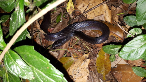 Slaty-grey snake (Stegonotus australis) - Snakes and Lizards