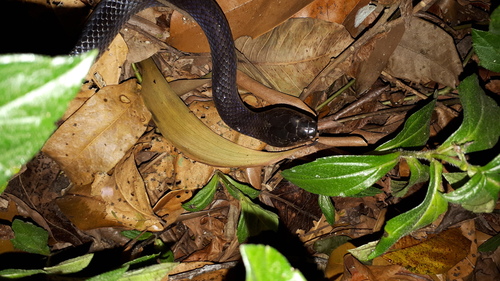 Slaty-grey snake (Stegonotus australis) - Snakes and Lizards