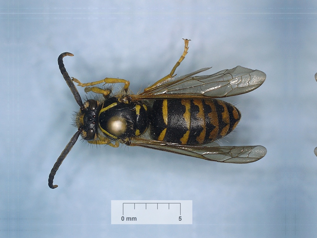 Common Aerial Yellowjacket from 8E avenue, Windsor, QC, Canada on ...