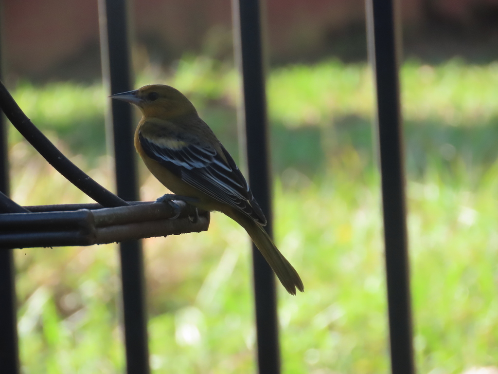 Baltimore Oriole from Urb. Altamar, Los Algarrobos, Panamá on December ...