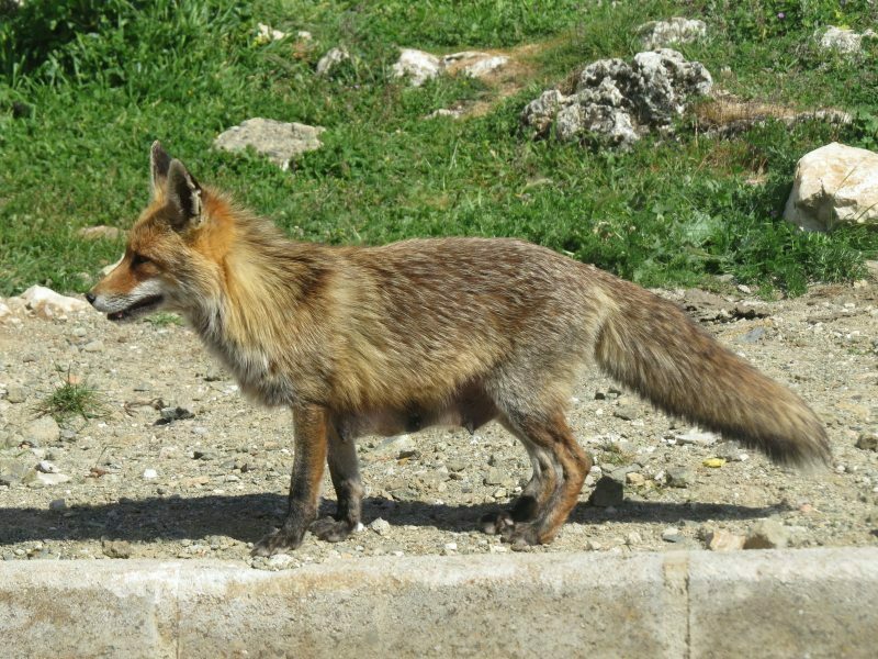 Iberian Red Fox from Provincie Málaga, Španělsko on April 30, 2015 at ...