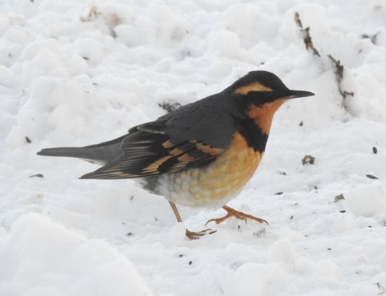 Varied Thrush from N Coolville Ridge Rd, Athens, OH, US on February 6 ...