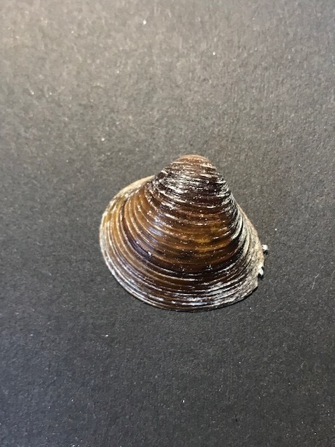 Asian Clam from Humboldt River, Pershing County, NV, USA on December 05 ...