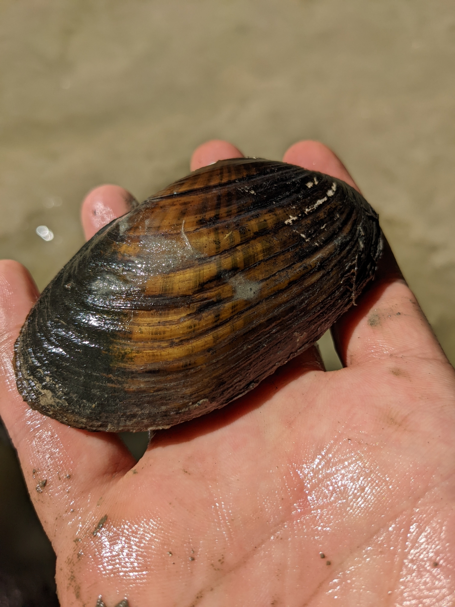 Lampsilis radiata (Gmelin, 1791)