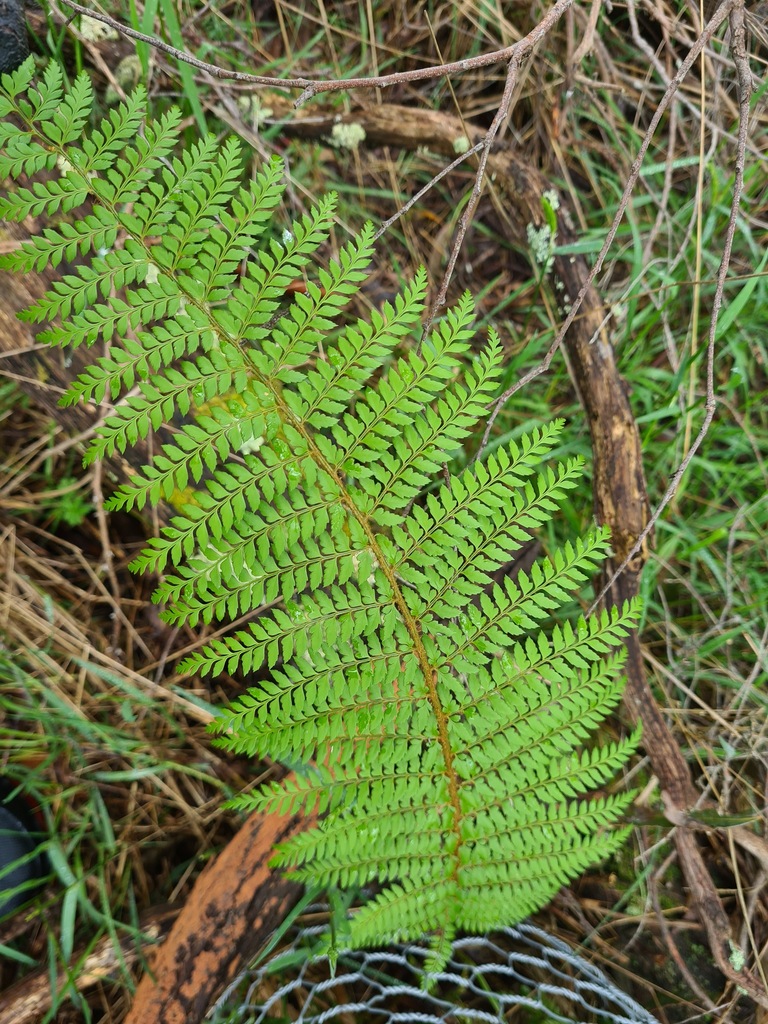 mother shield-fern from Millbrook VIC 3352, Australia on October 26 ...
