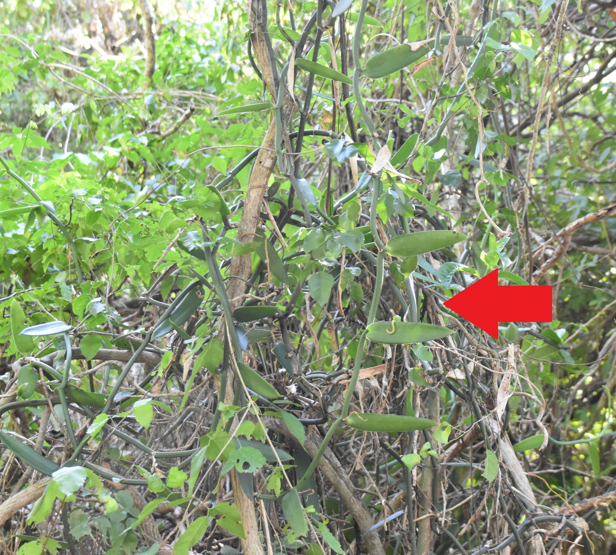 Vanilla insignis Ames