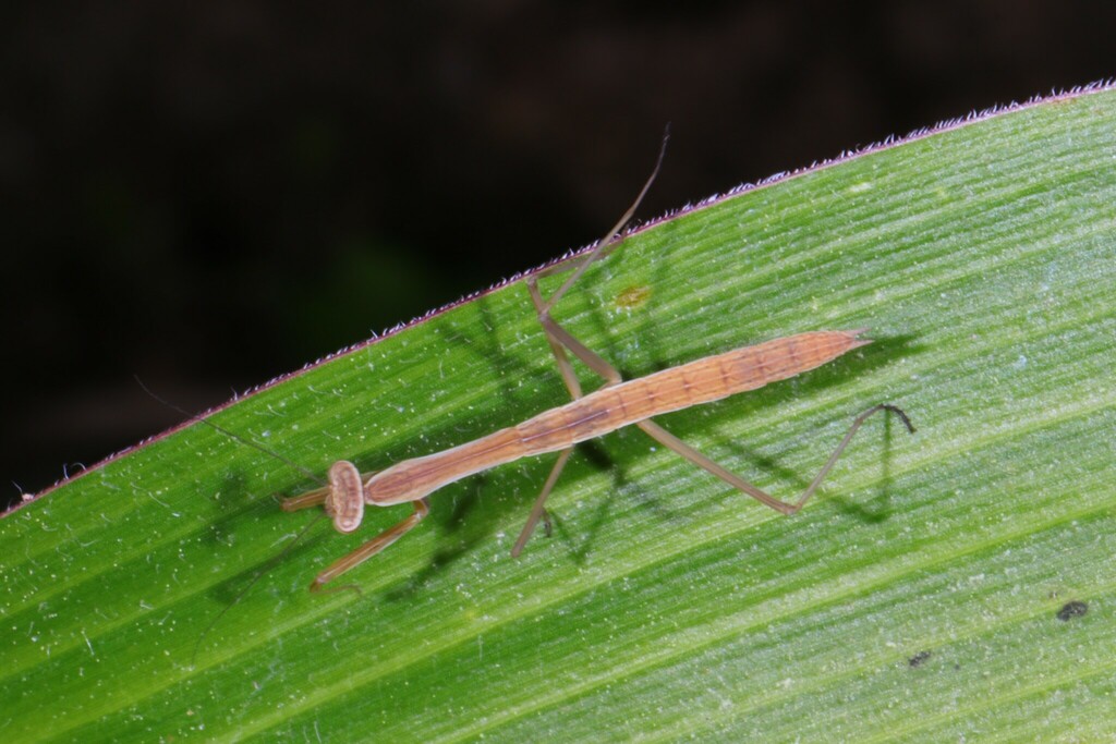 Narrow-winged Mantis in July 2022 by mistycal · iNaturalist