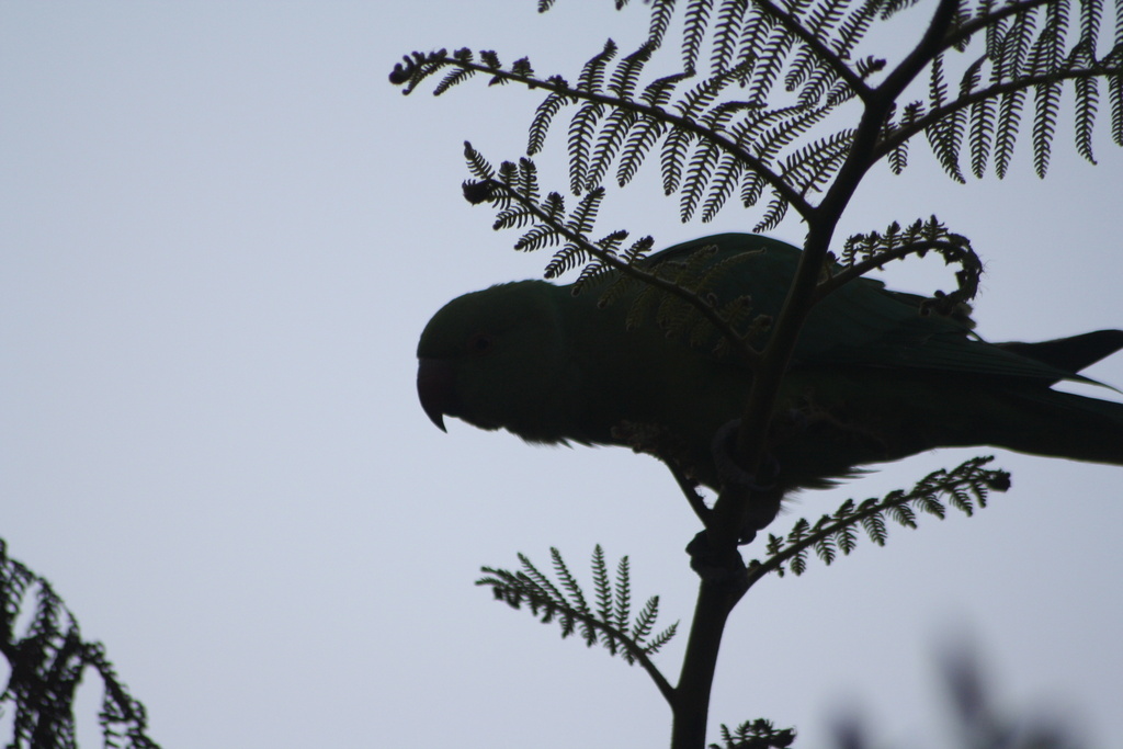 Rose-ringed Parakeet in September 2021 by connor318. SILHOUTTE ASS ...
