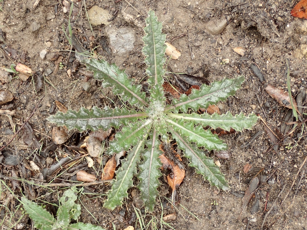 Cobwebby Thistle from Whiting Ranch Wilderness Park, Lake Forest, CA ...