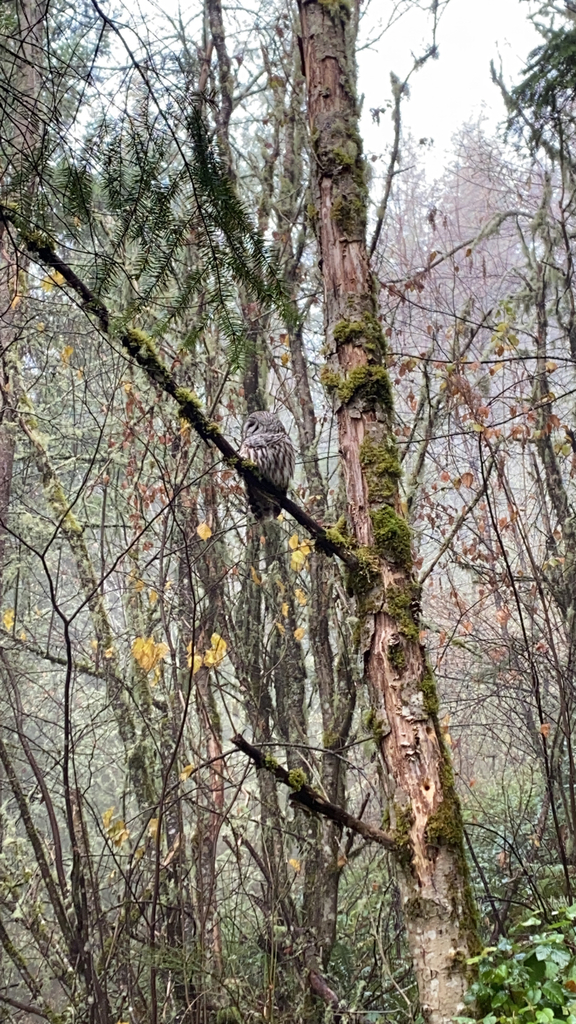 Barred Owl from Bow on December 03, 2022 at 12:56 PM by jeanymurphie ...