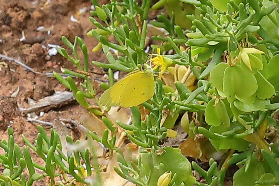 Small Grass-yellow from Blanchetown SA 5357, Australia on December 08 ...