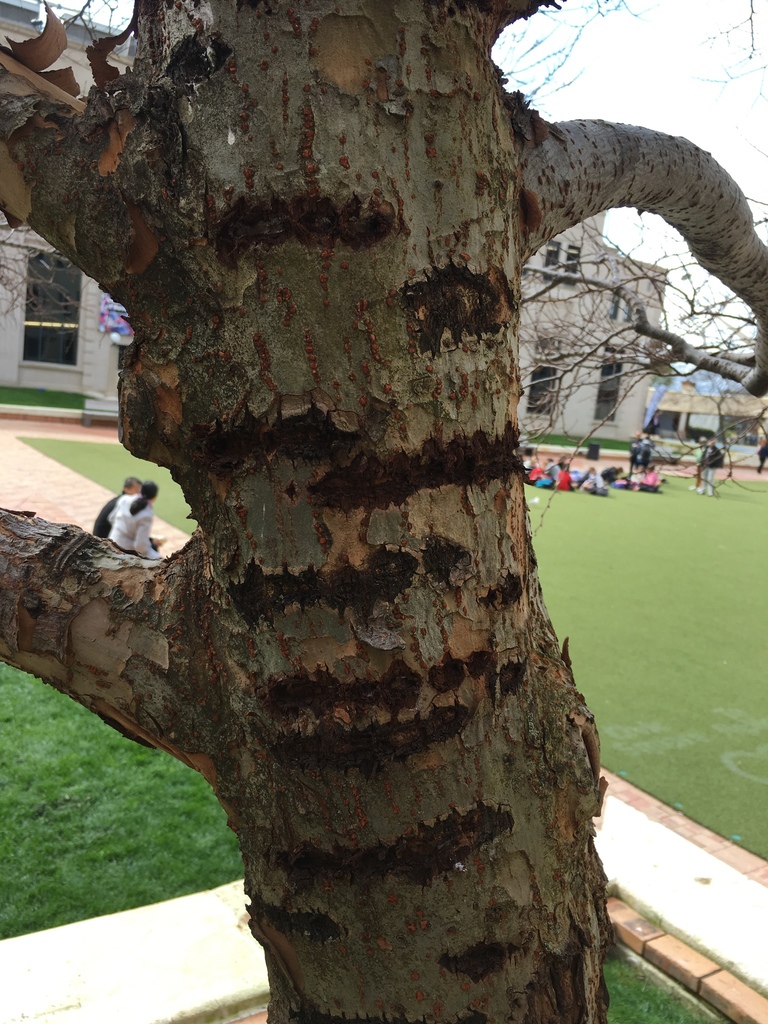 North Island Kākā from 15 Mercer Street, Wellington, Wellington, NZ on ...