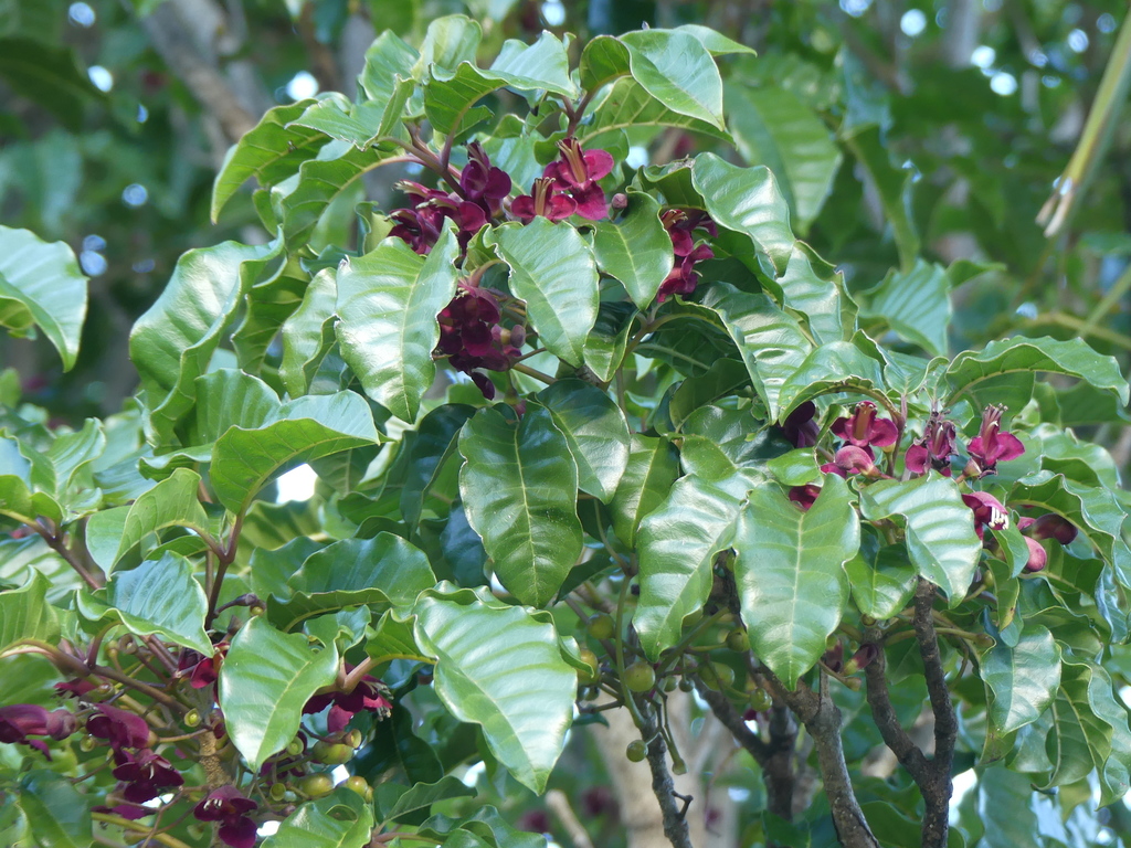 Puriri from Tirohanga, Lower Hutt 5010, New Zealand on September 08 ...