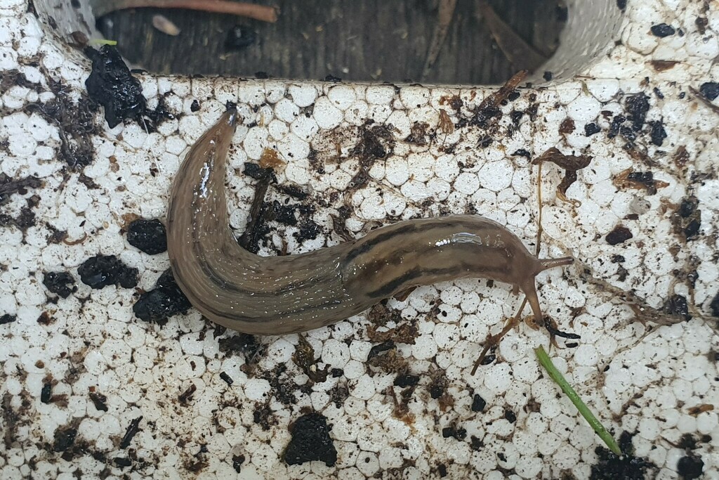 Threeband Slugs in December 2022 by Garry French · iNaturalist