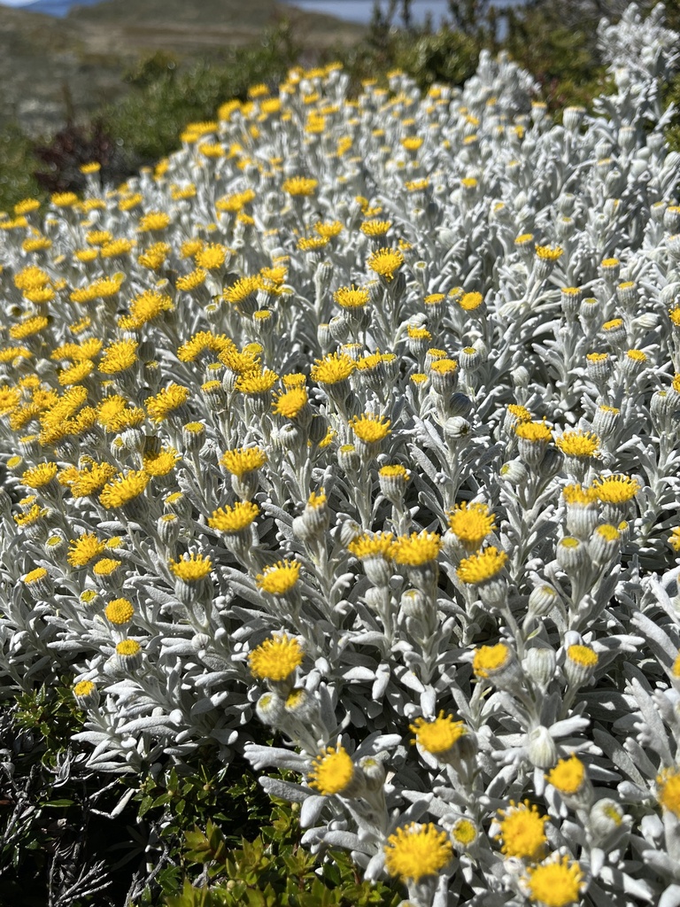 Senecio patagonicus (CHILE CHICO PLANTS) · iNaturalist