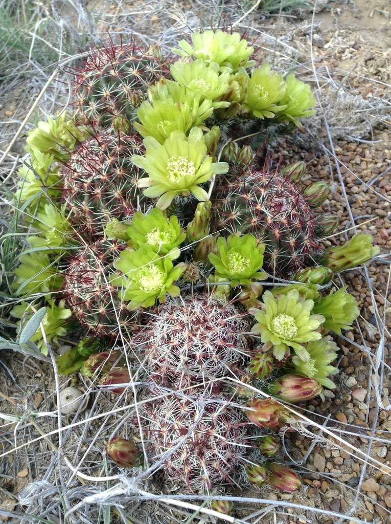 Green-flower Hedgehog Cactus (Plants of Cheyenne Mountain State Park ...