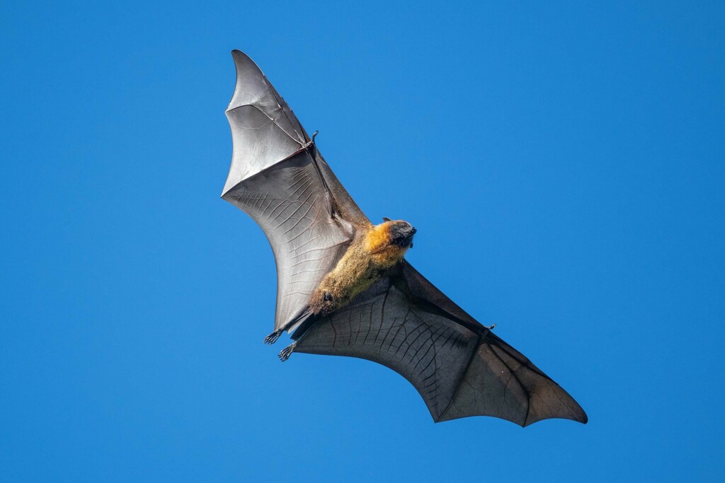 Madagascan Flying-fox (Pteropus rufus) - Know Your Mammals