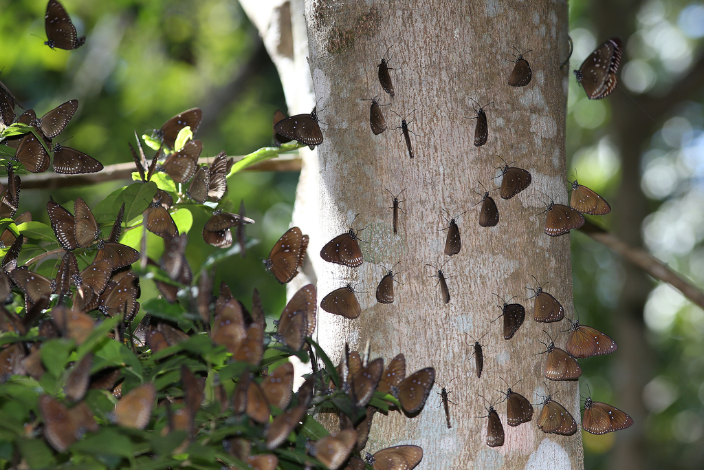 Blue-spotted Crow Butterfly in December 2021 by Goofy Ko · iNaturalist
