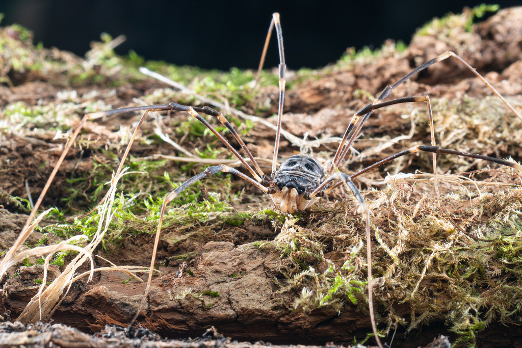 Gyas titanus in August 2022 by Damien Brouste · iNaturalist