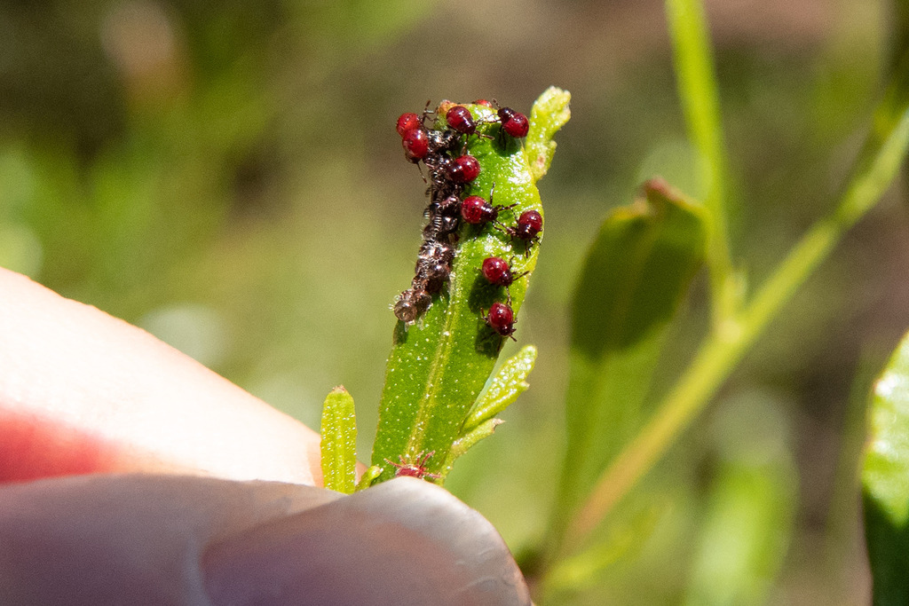 Schellenberg's soldier bug from Melbourne VIC, Australia on December 10 ...