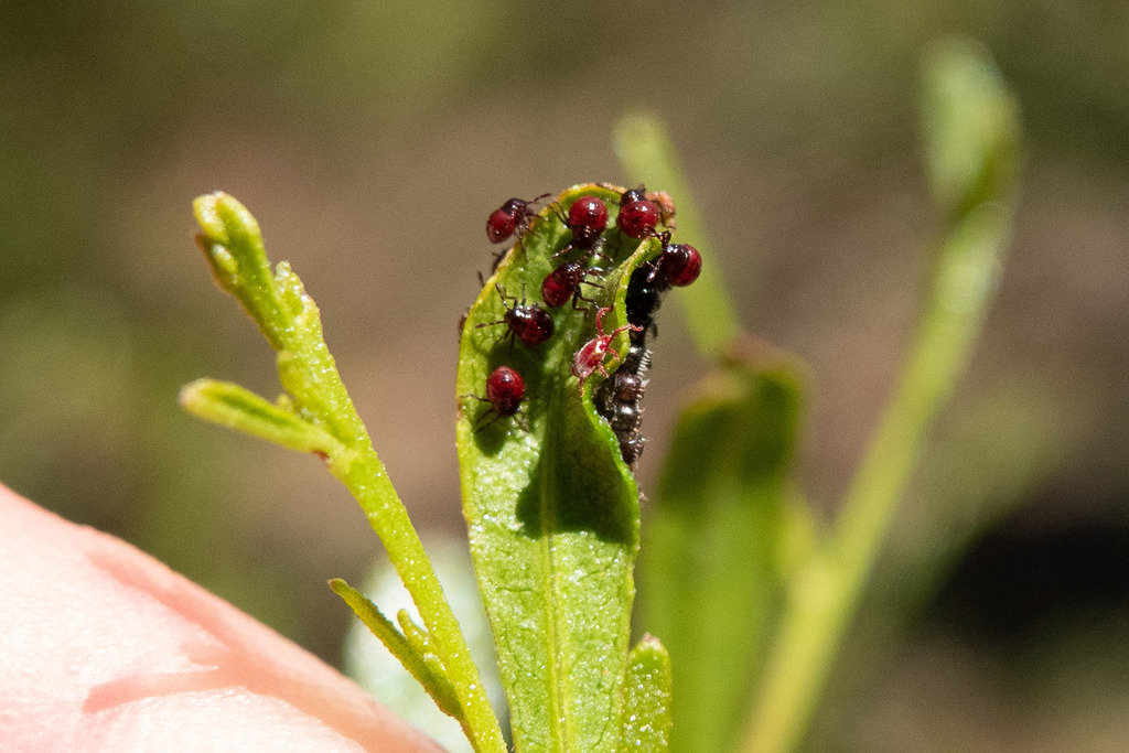 Sidewalk Mites from Melbourne VIC, Australia on December 10, 2022 at 02 ...